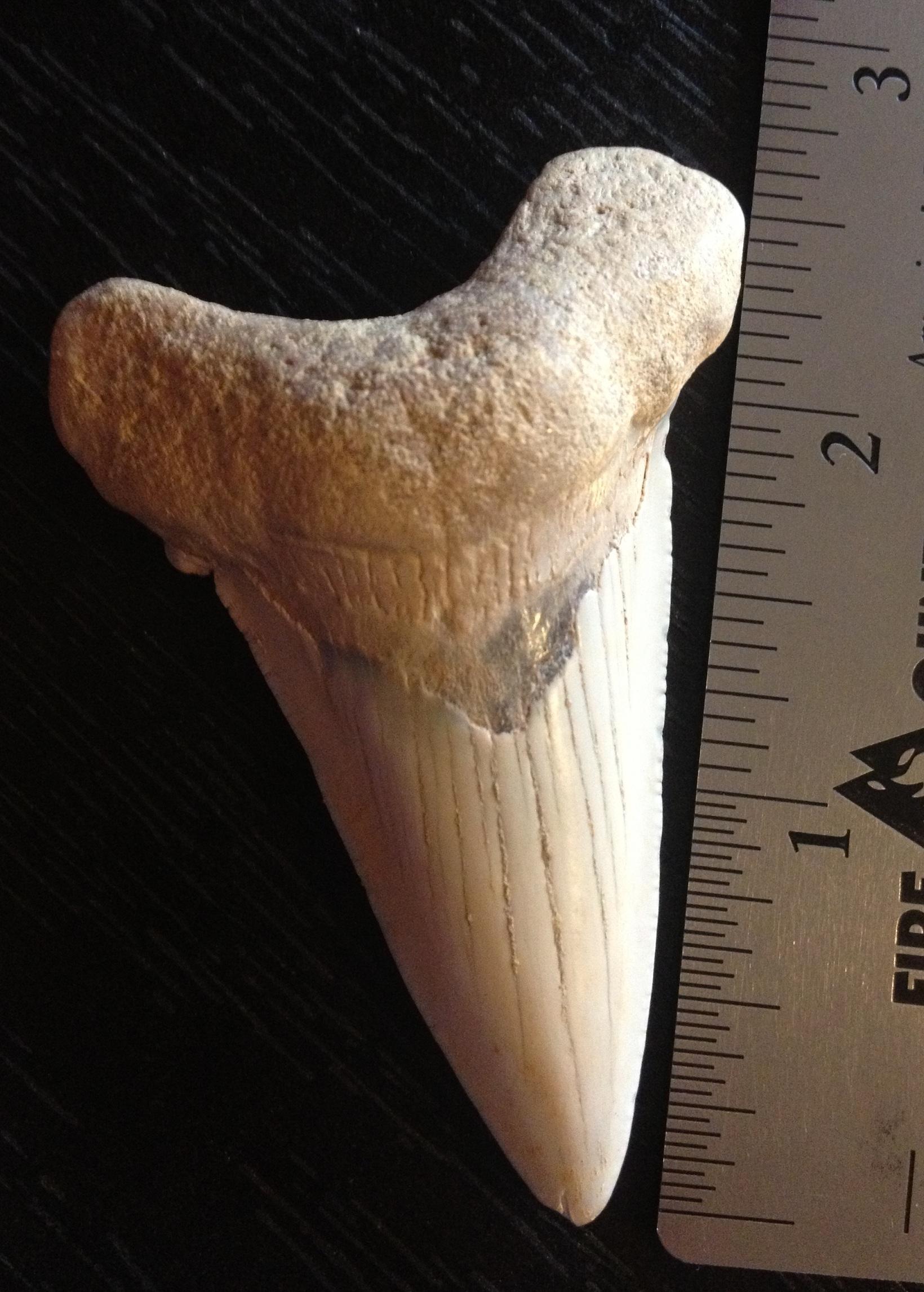 Mastodon Tooth Display Options - Questions & Answers - The Fossil Forum