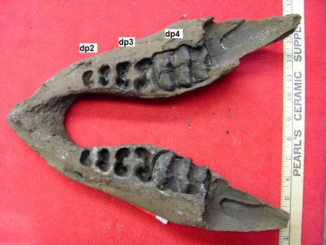 Mastodon Tooth - General Fossil Discussion - The Fossil Forum