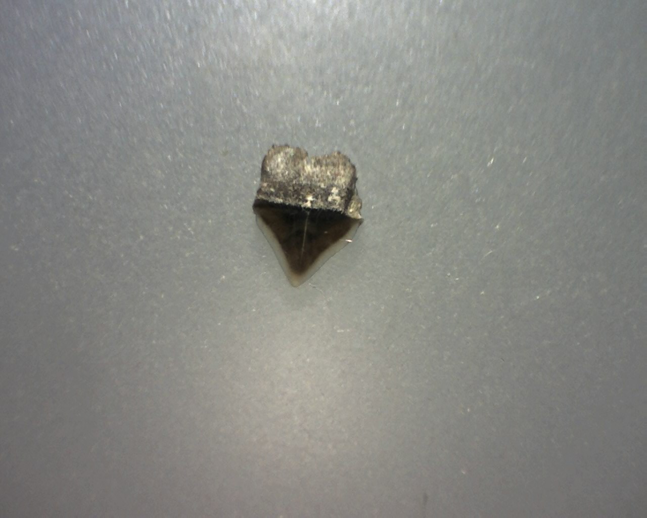 Found My Second Isistius Triangulus - Page 2 - Fossil Hunting Trips ...