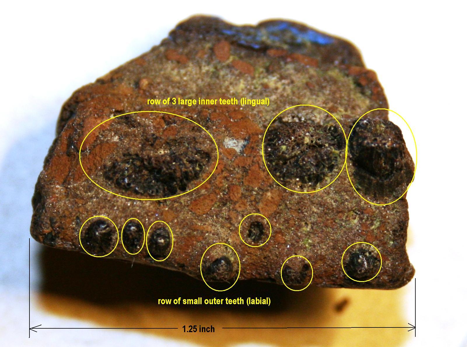 Alligator Gar Mandibular Or Maxilarly Fragment With Teeth? - Fossil ID ...