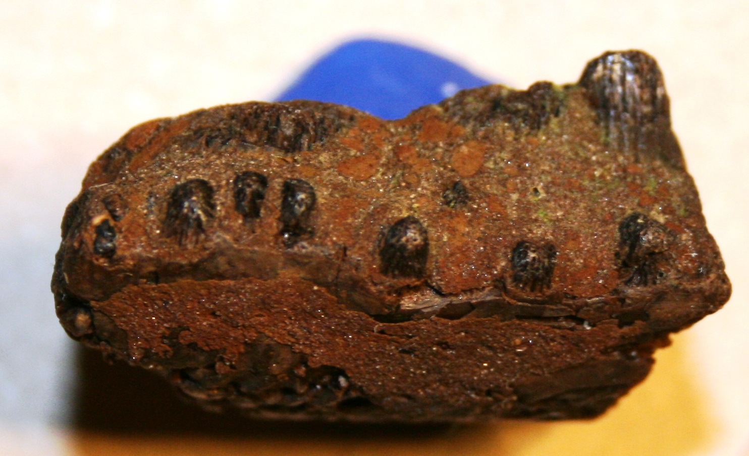 Alligator Gar Mandibular Or Maxilarly Fragment With Teeth? - Fossil ID ...
