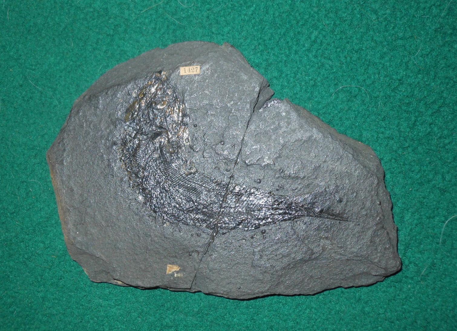 More From Victorian Collection - Member Collections - The Fossil Forum