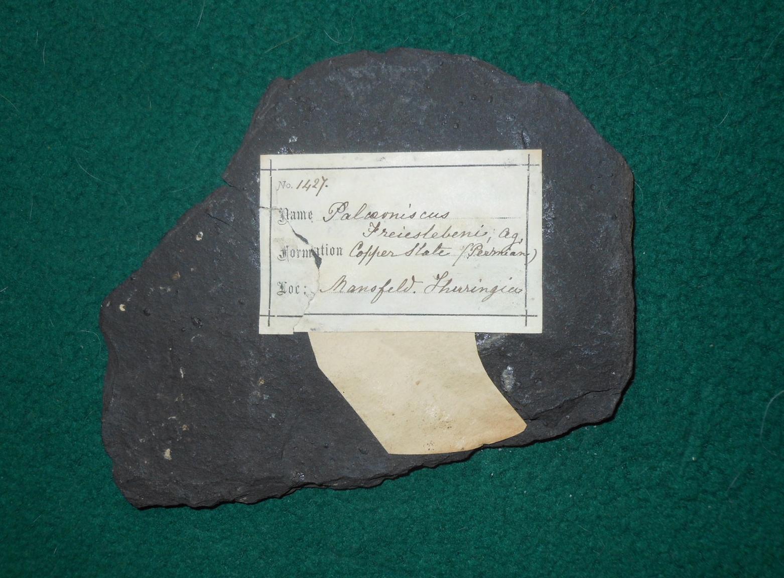 More From Victorian Collection - Member Collections - The Fossil Forum