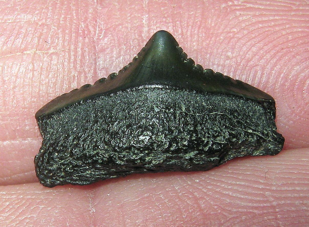 Extreme Posterior Meg - Member Collections - The Fossil Forum