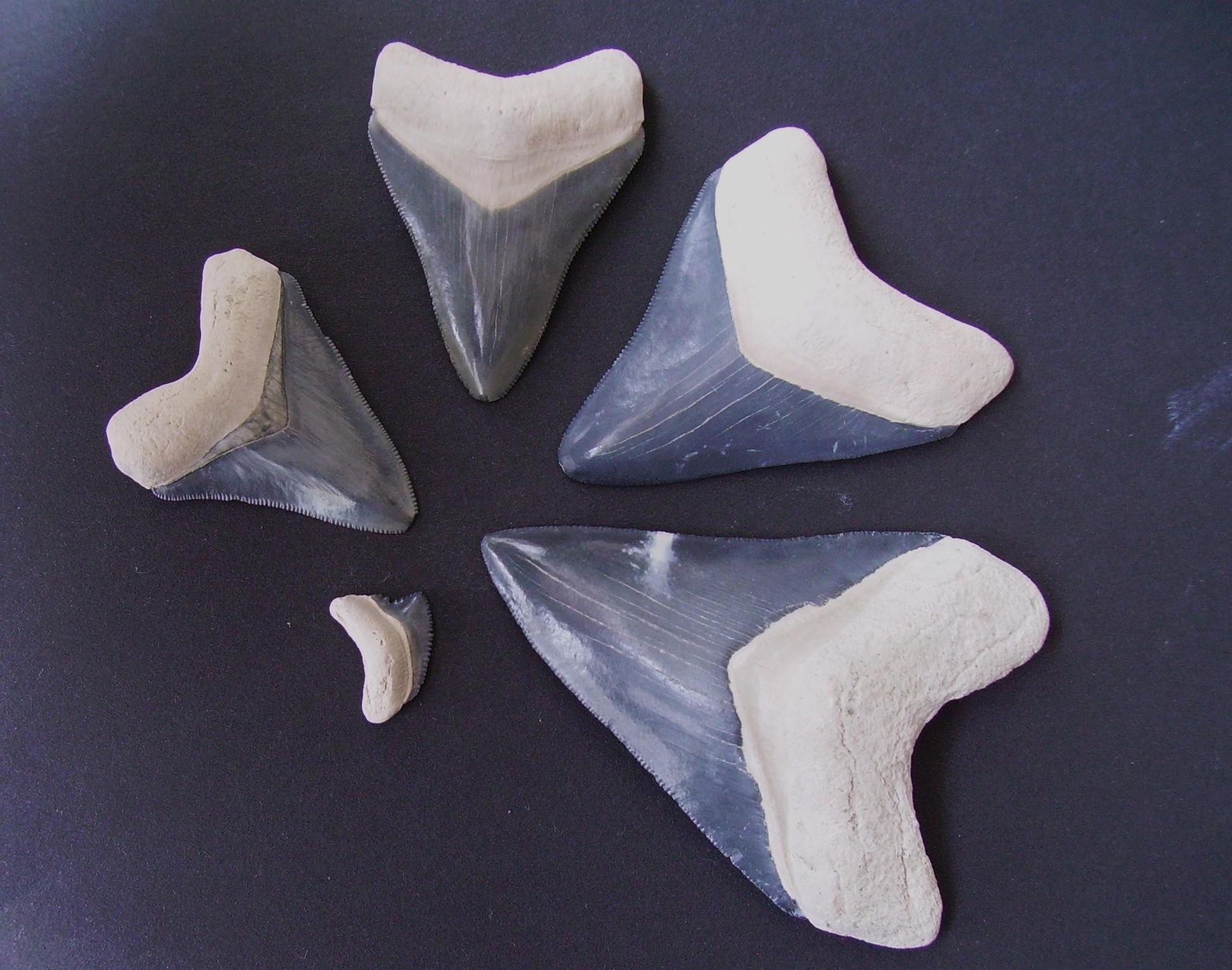Extreme Posterior Meg - Member Collections - The Fossil Forum