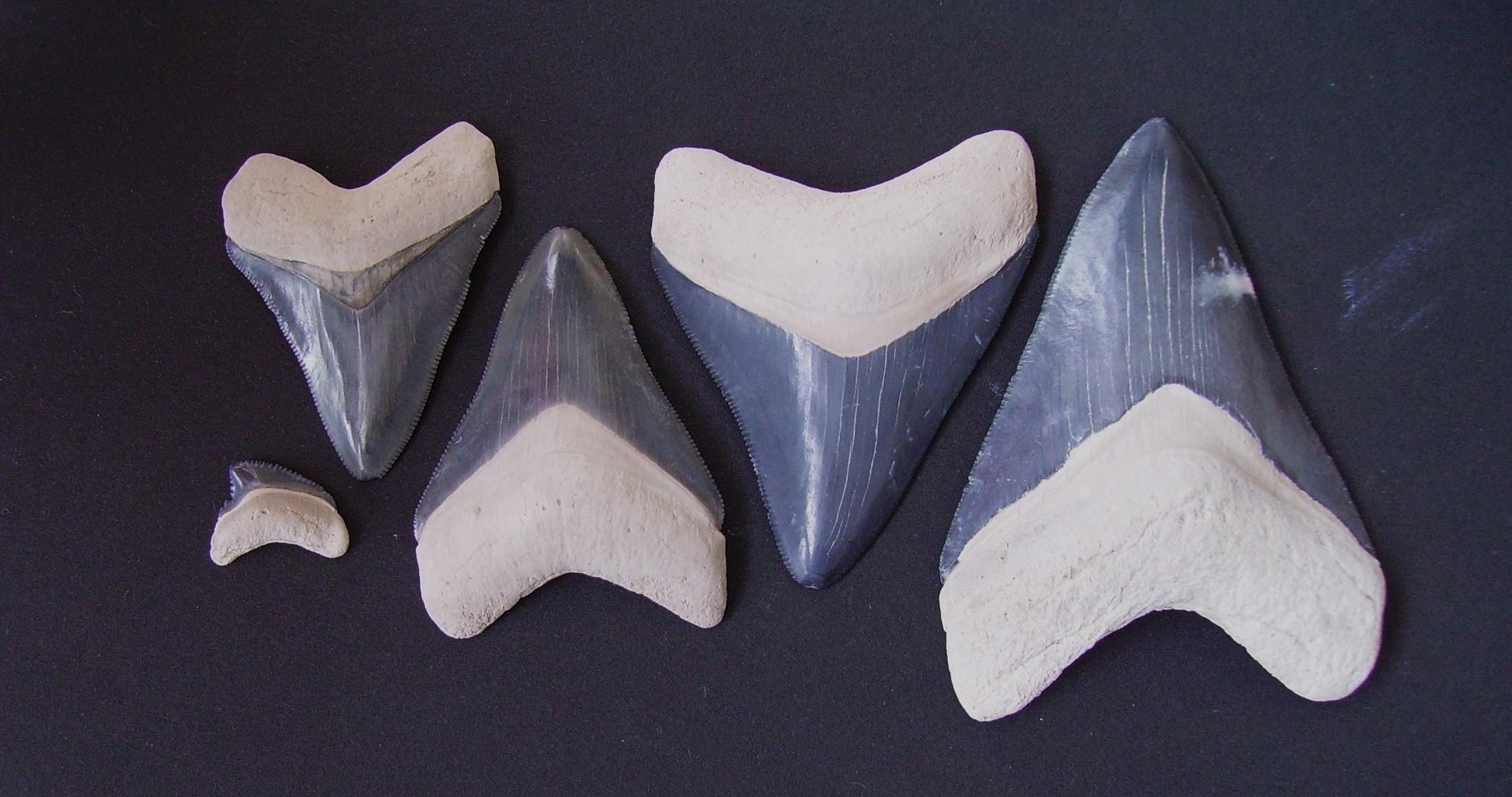 Extreme Posterior Meg - Member Collections - The Fossil Forum