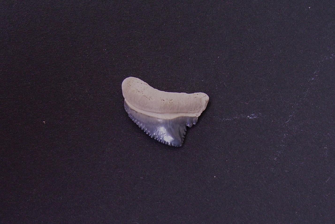 Extreme Posterior Meg - Member Collections - The Fossil Forum
