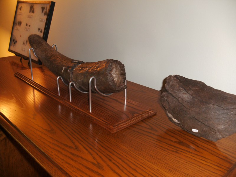 Mastodon Tooth Display Options - Questions & Answers - The Fossil Forum