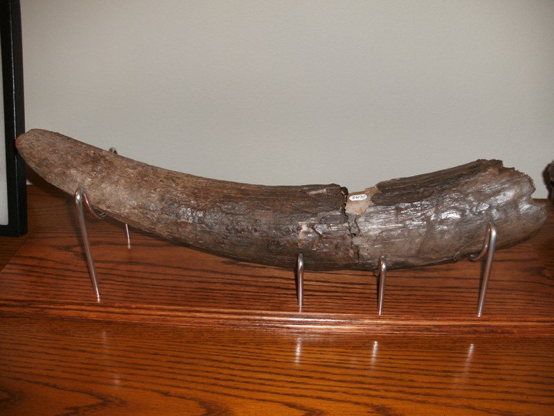 Mastodon Tooth Display Options - Questions & Answers - The Fossil Forum