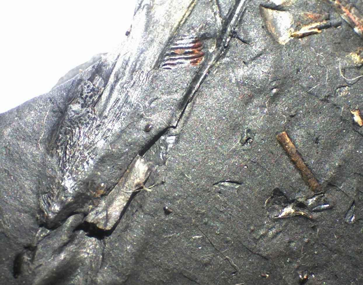 More Disarticulated Fish Parts Carb Marine Shale - Fossil ID - The ...