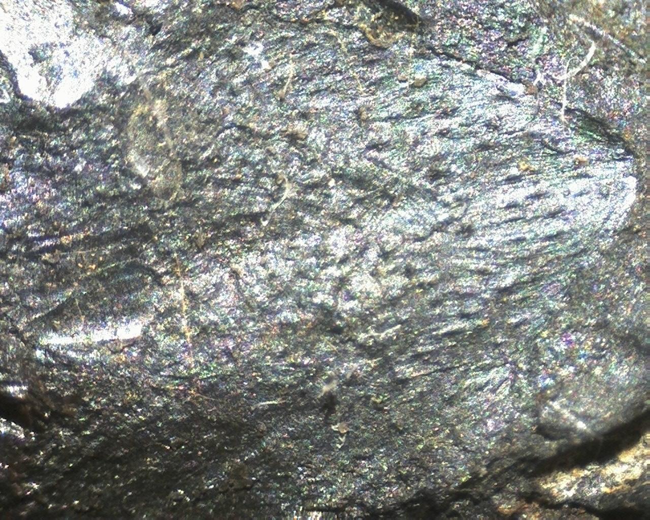 More Disarticulated Fish Parts Carb Marine Shale - Fossil ID - The ...