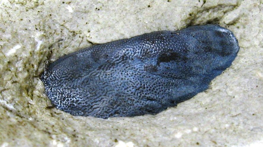 Show Us Your Blue Fossils - Page 3 - Member Collections - The Fossil Forum