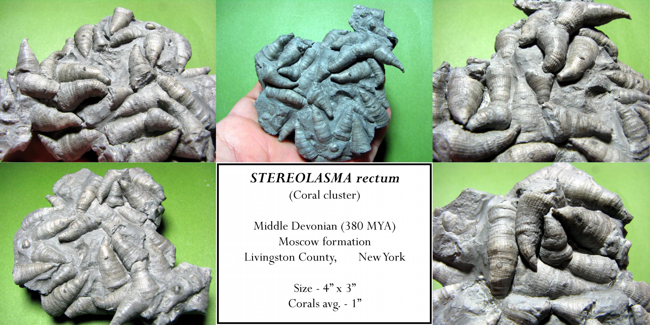 Packed Full Of Corals - General Fossil Discussion - The Fossil Forum