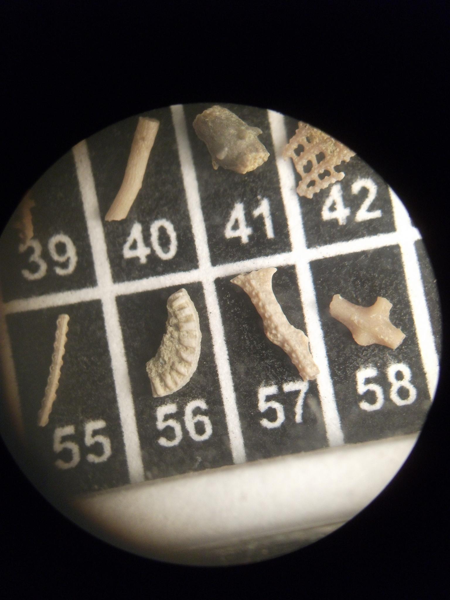 Experiments In Afocal Microphotography - Micro-paleontology - The ...
