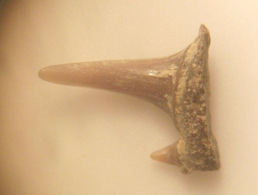 Experiments In Afocal Microphotography - Micro-paleontology - The ...