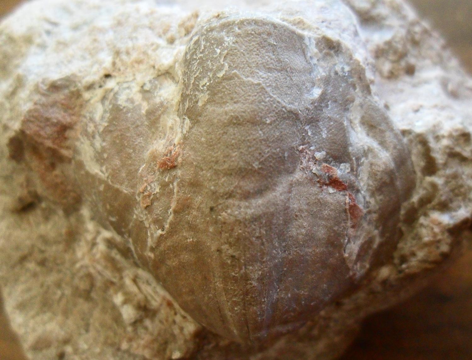 Please Help Me Identify This Cool Fossil - Page 2 - Fossil ID - The ...