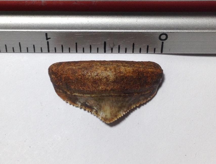 Extreme Posterior Meg - Member Collections - The Fossil Forum