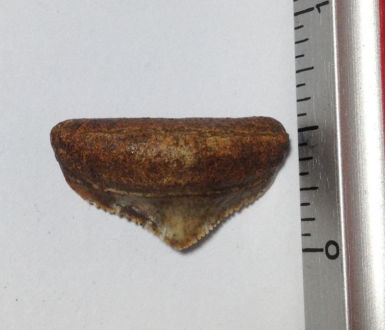 Extreme Posterior Meg - Member Collections - The Fossil Forum