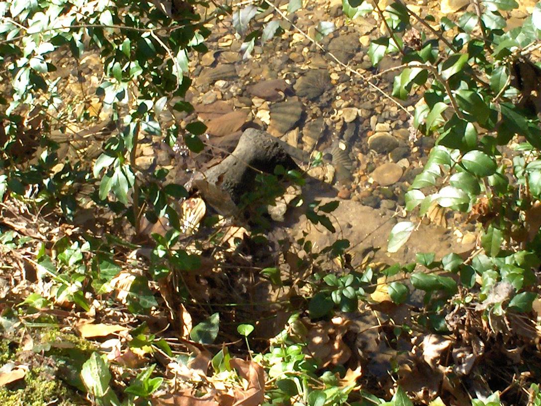 Fossil Hunting In Colonial Williamsburg, Va - Fossil Hunting Trips ...