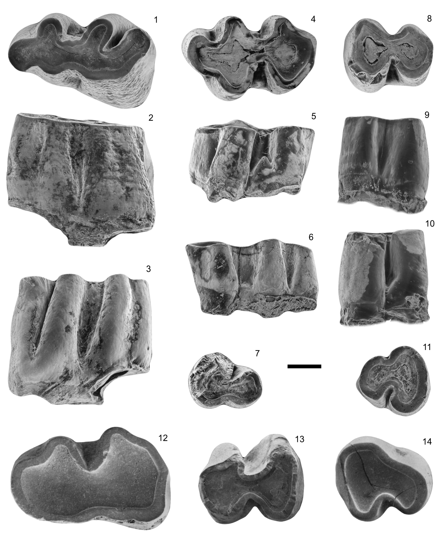 Teeth And Jaw - Fossil ID - The Fossil Forum