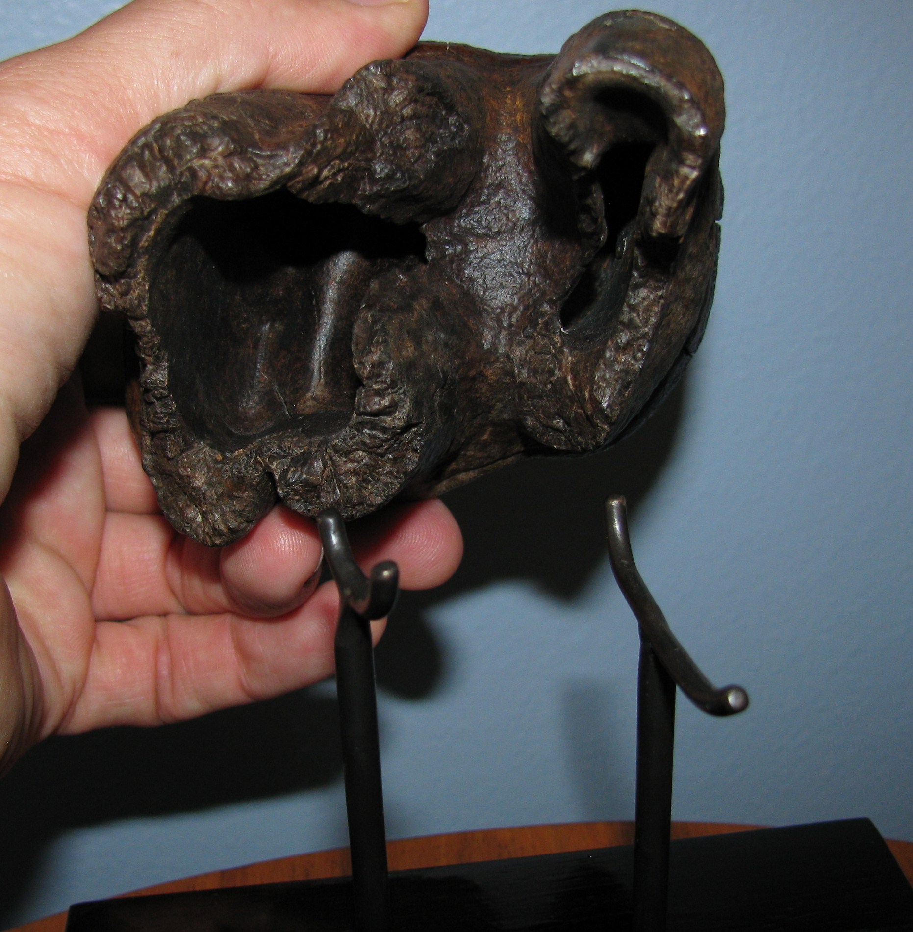 Mastodon Tooth Display Options - Questions & Answers - The Fossil Forum