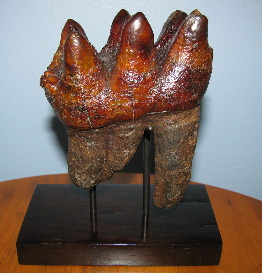 Mastodon Tooth Display Options - Questions & Answers - The Fossil Forum