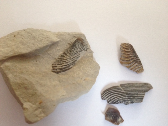 Ammonite Aptychi ? - General Fossil Discussion - The Fossil Forum