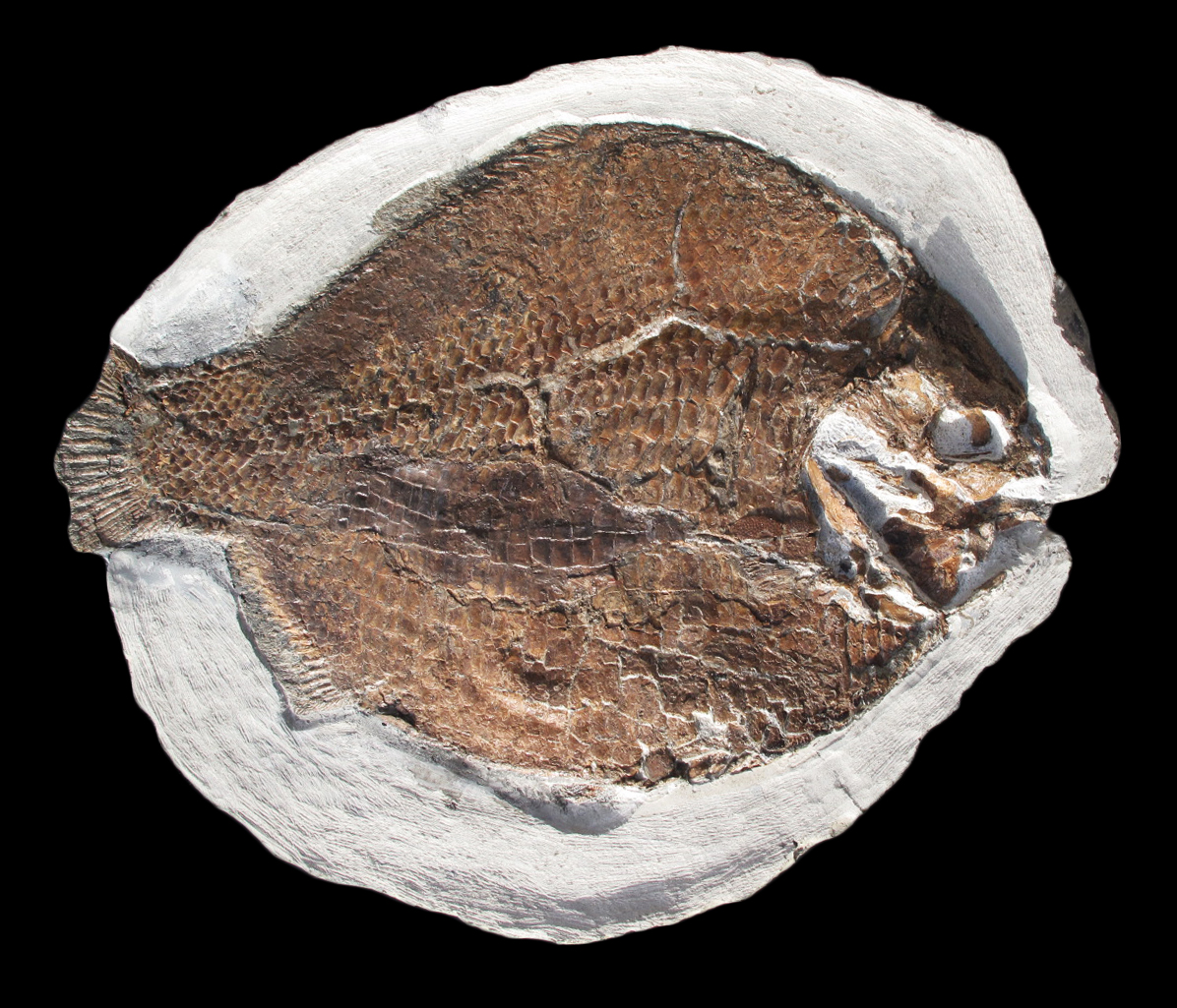 Dapedium Fish From The Lower Lias Of Barrow On Soar, Uk - Member ...