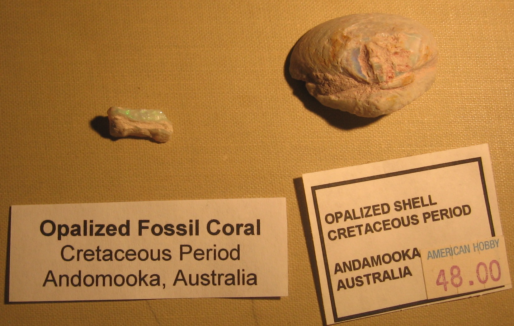 Rare Fossils - General Fossil Discussion - The Fossil Forum