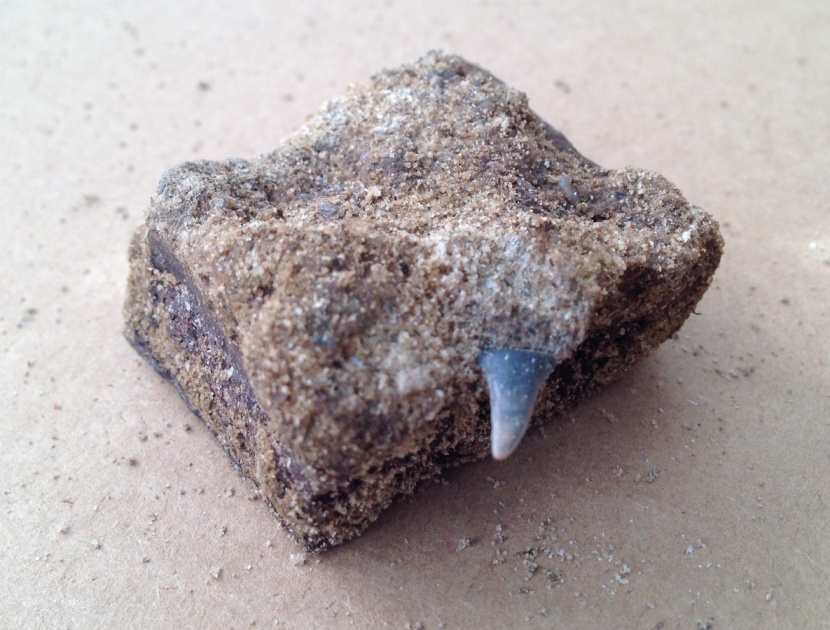 Miocene Sea Turtle Costal - Fossil Hunting Trips - The Fossil Forum