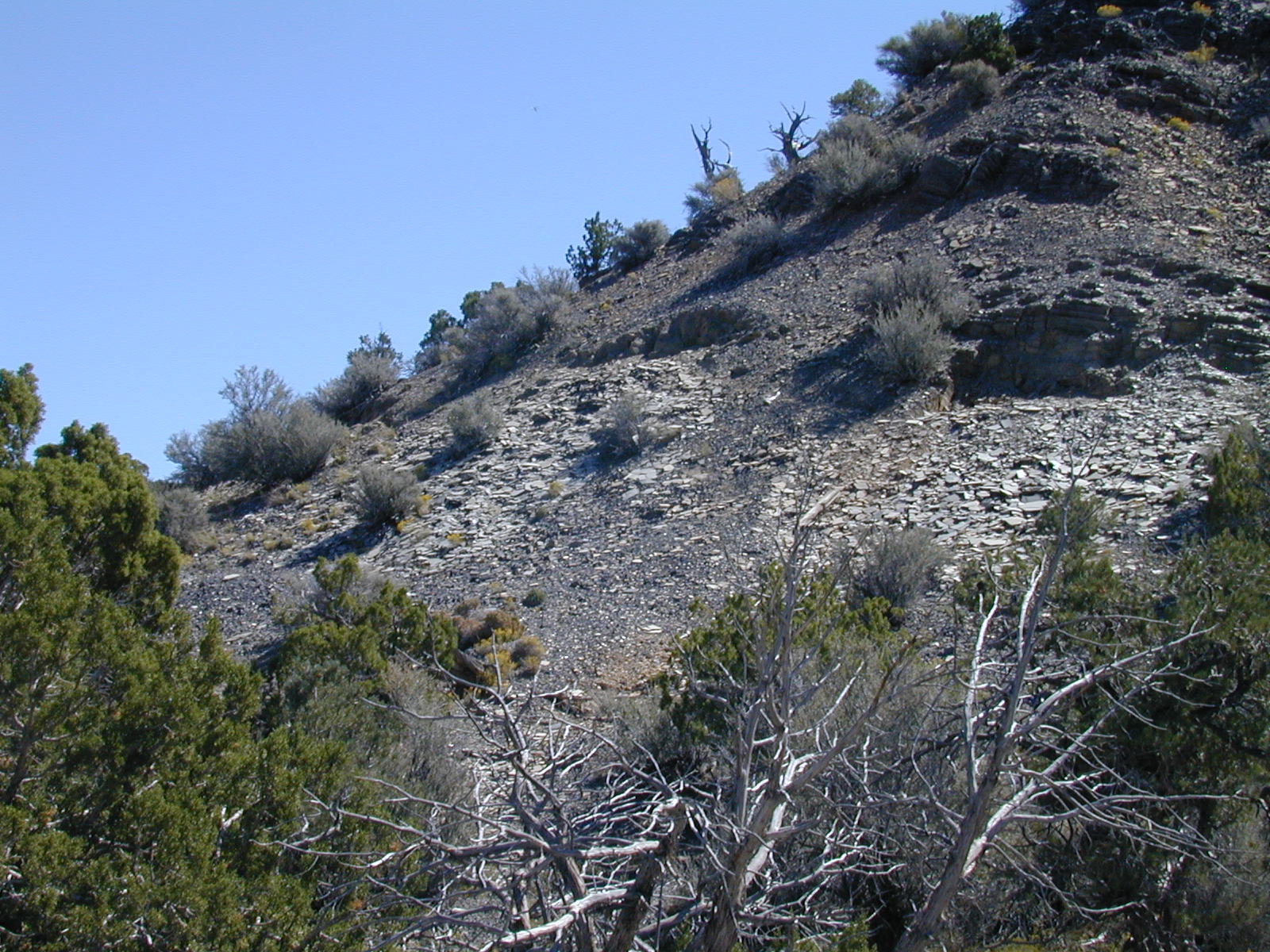 Trilobites: Millard County, Utah- Source Book - Fossil Hunting Trips ...