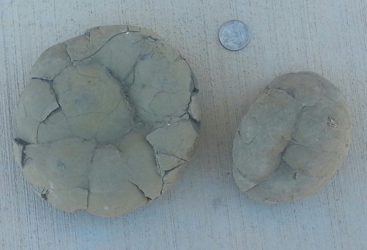 Crushed Egg Fossil - Fossil ID - The Fossil Forum