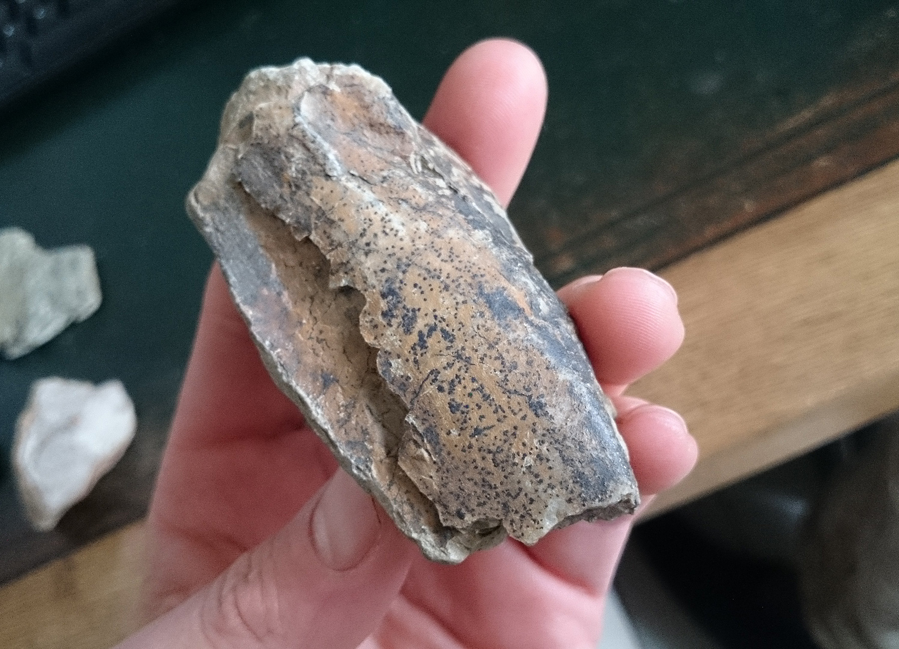 Just Wondering What These Are - From North Wales - Fossil ID - The ...