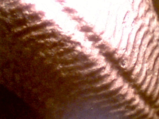 Tennessee - Conularid? - Fossil ID - The Fossil Forum