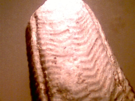 Tennessee - Conularid? - Fossil ID - The Fossil Forum