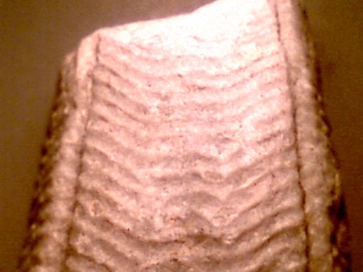 Tennessee - Conularid? - Fossil ID - The Fossil Forum