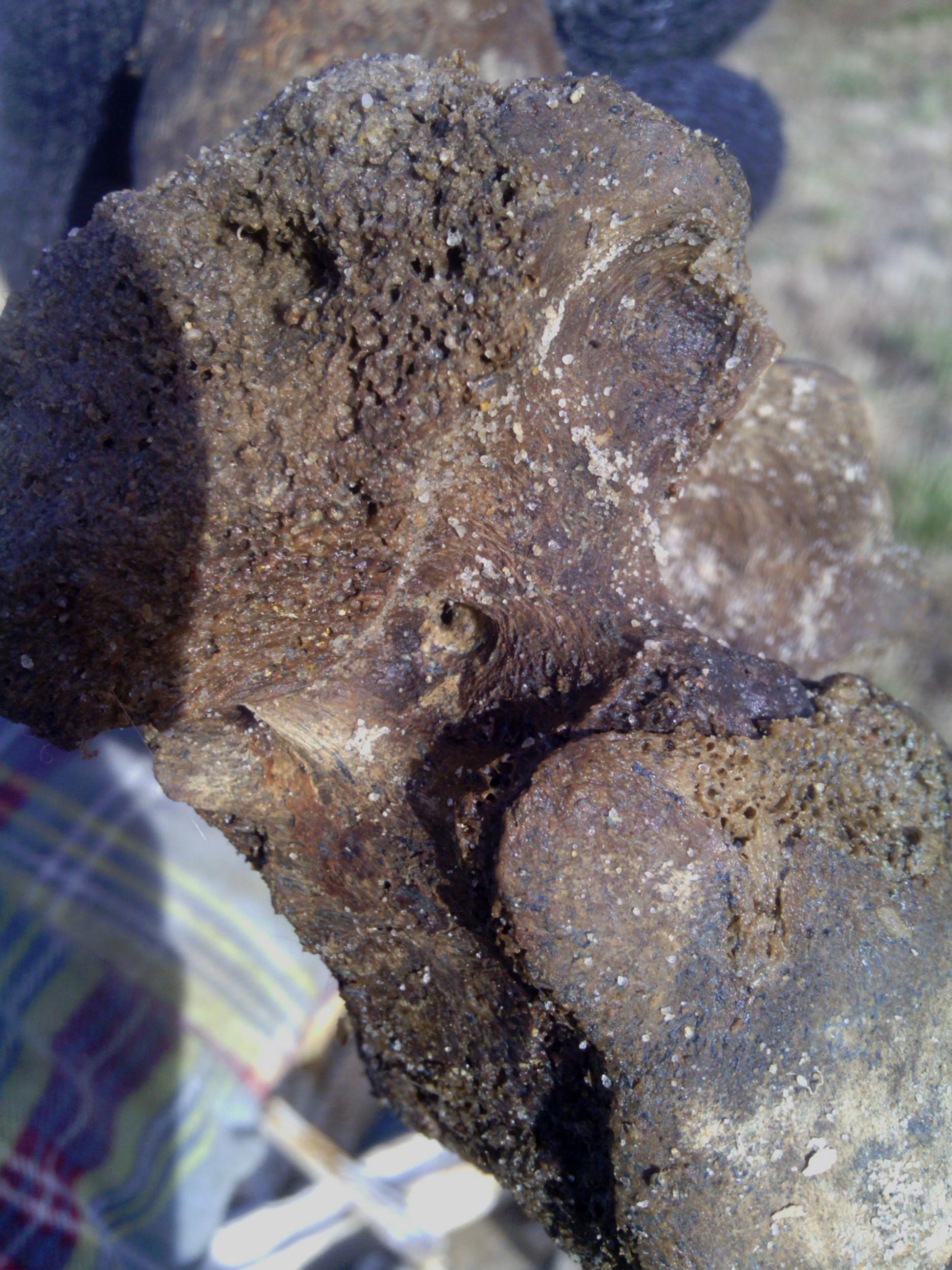 Vertebra From Late Cretaceous Of Tennessee - Fossil ID - The Fossil Forum