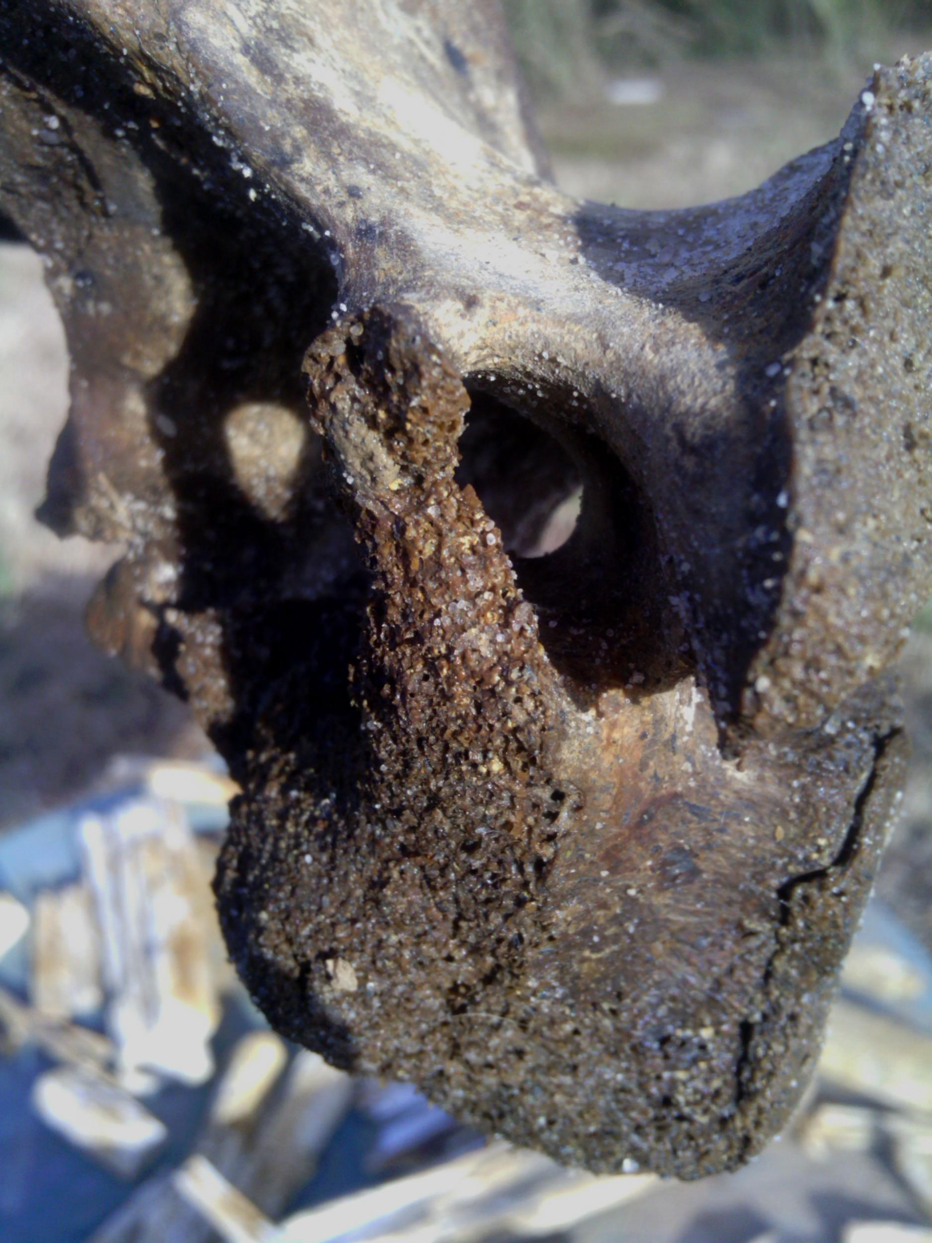 Vertebra From Late Cretaceous Of Tennessee - Fossil ID - The Fossil Forum
