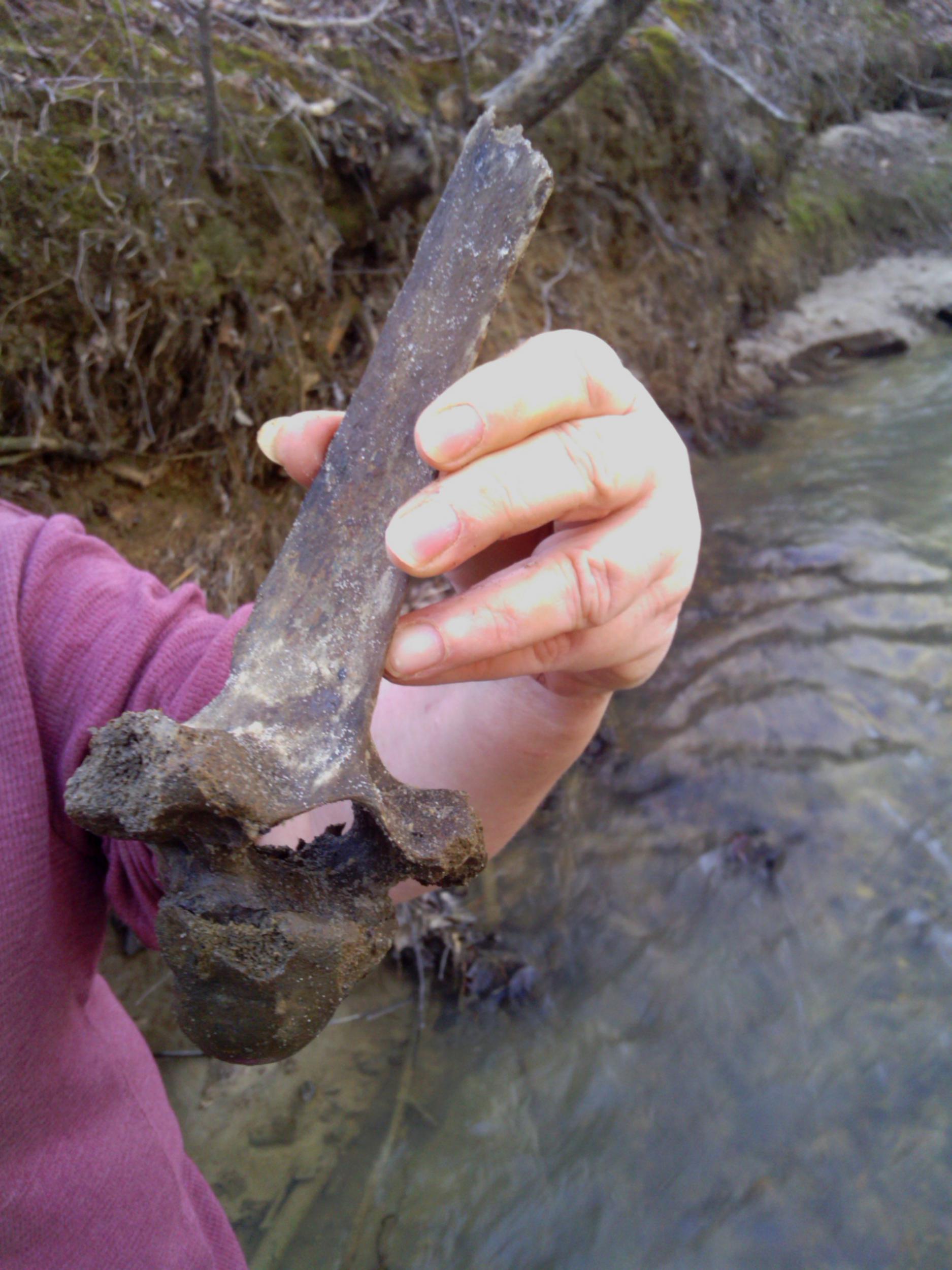 Vertebra From Late Cretaceous Of Tennessee - Fossil ID - The Fossil Forum