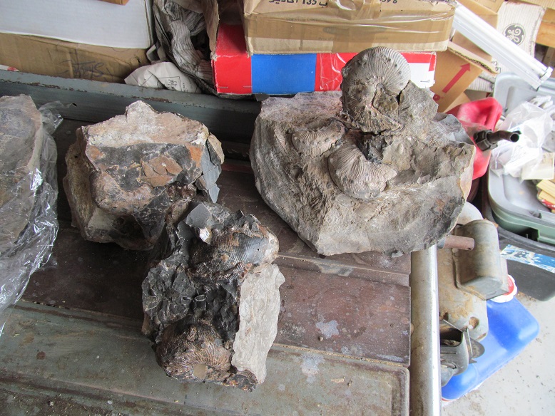 Ruff Rock - Fossil Preparation - The Fossil Forum