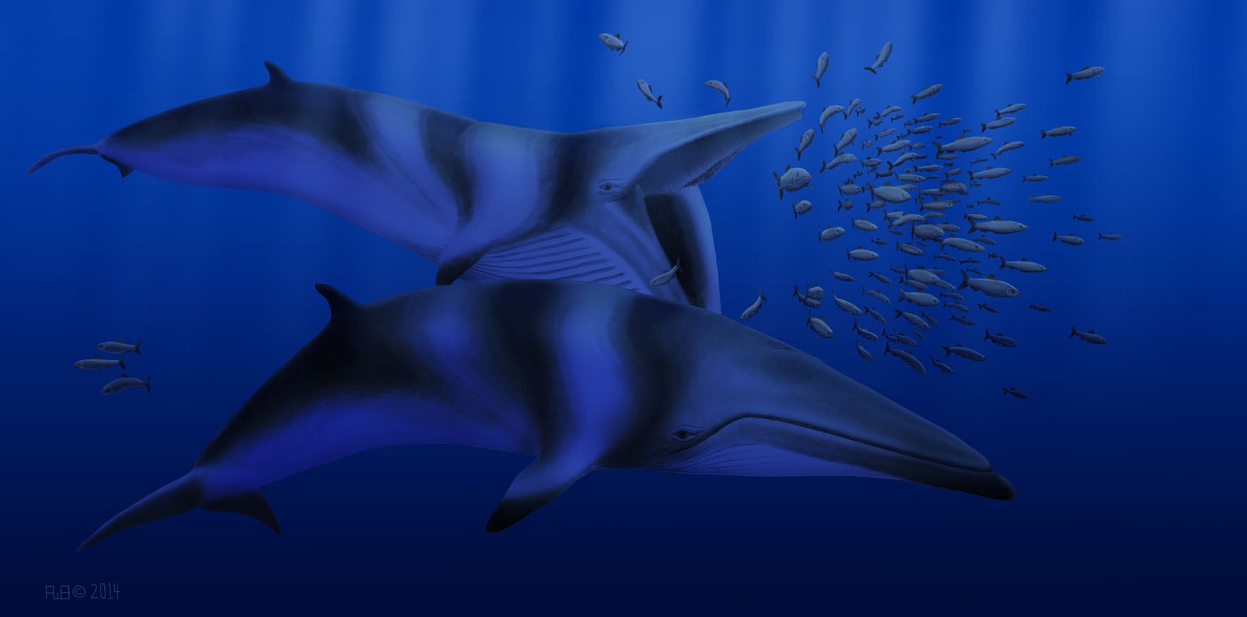 New Marine Mammal Assemblage From Pliocene Of California (Shameless ...