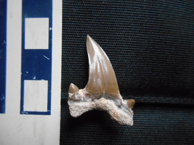 Cardabiodon Or Cretoxyrhina - Fossil ID - The Fossil Forum