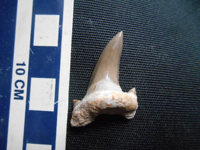 Cardabiodon Or Cretoxyrhina - Fossil ID - The Fossil Forum