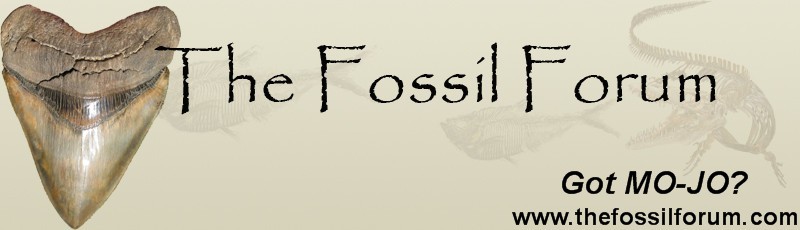 Ff Shirts And Decals - Questions & Answers - The Fossil Forum