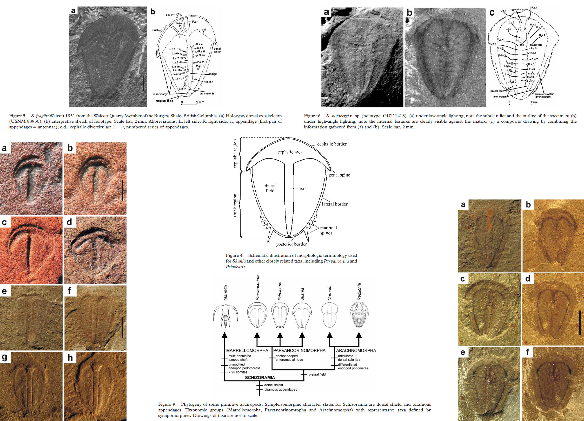 Trilobite Evolution - General Fossil Discussion - The Fossil Forum