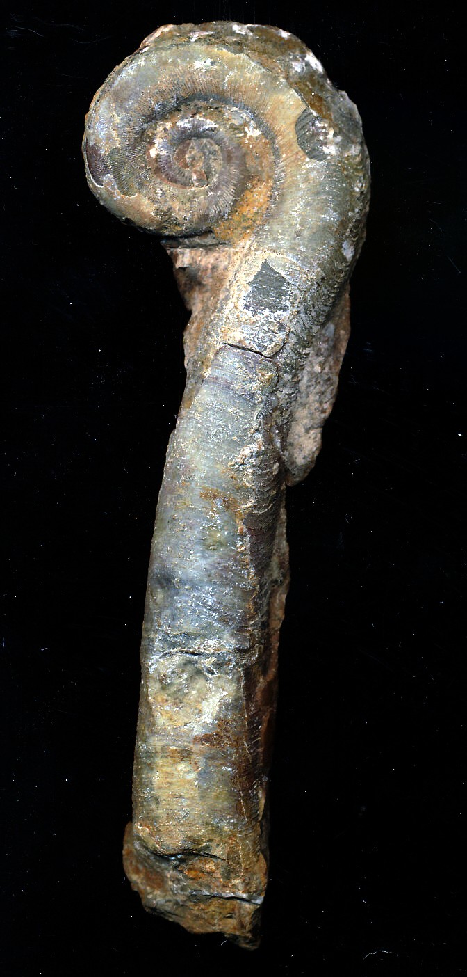 Lituites, China - More Info? - Fossil ID - The Fossil Forum