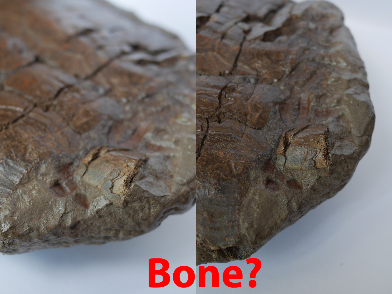 An Interesting Turtle Shell With Possible Bite Marks - General Fossil ...