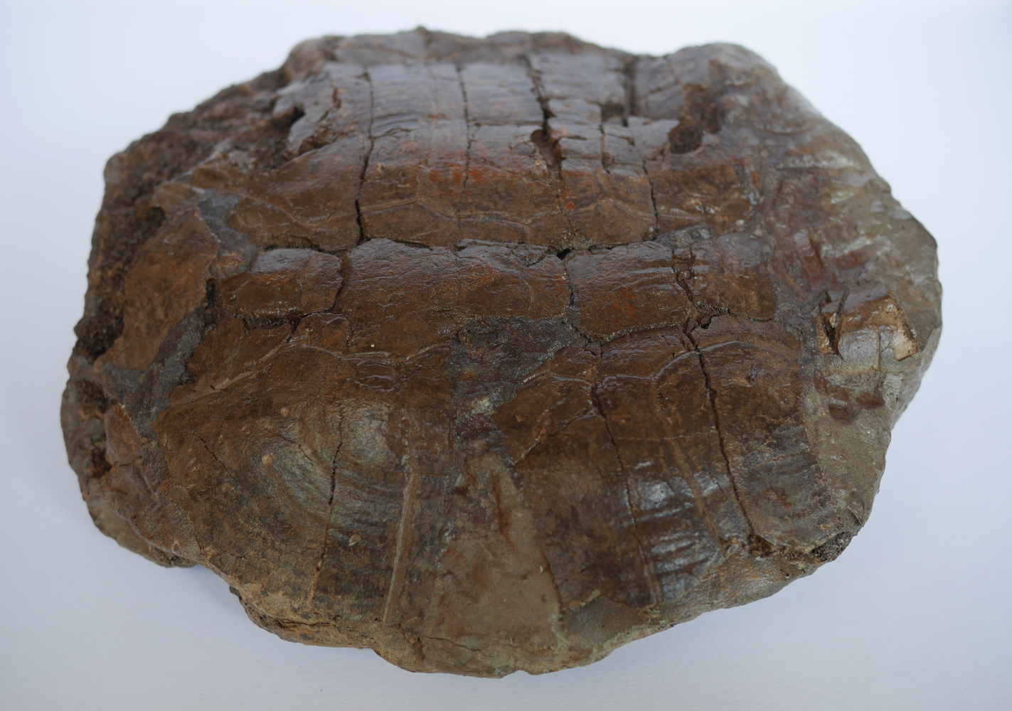 An Interesting Turtle Shell With Possible Bite Marks - General Fossil ...
