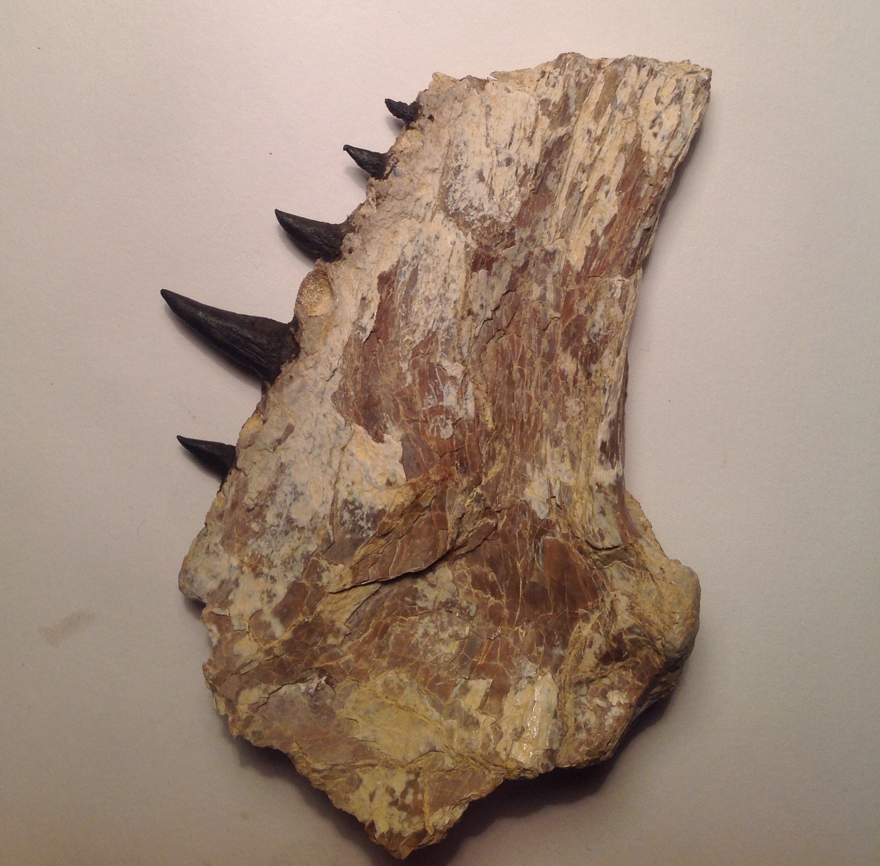 First Use Of Magic Sculpt - Fossil Preparation - The Fossil Forum