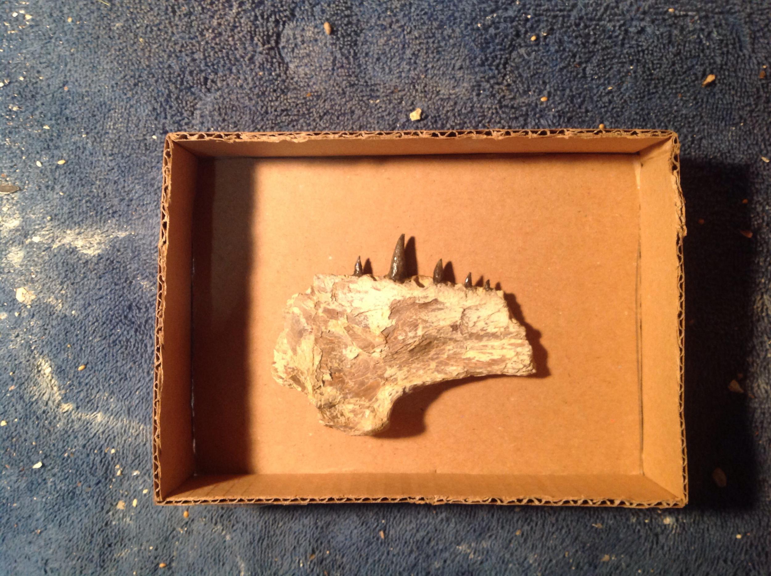 First Use Of Magic Sculpt - Fossil Preparation - The Fossil Forum